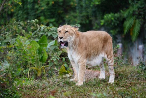 El tigón: ¿de dónde proviene su nombre? - Mis animales