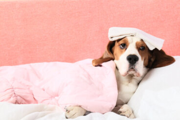 Sangrado interno en perros, ¿cómo saberlo? - Mis animales