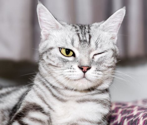 6 causas de problemas oculares en los gatos - Mis animales