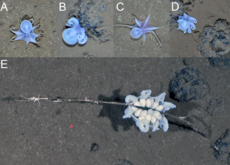 El pulpo Casper, un espécimen fantasmagórico - Mis animales