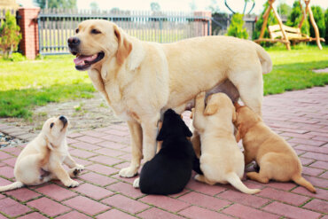 Datos claves de la lactancia en perros - Mis Animales