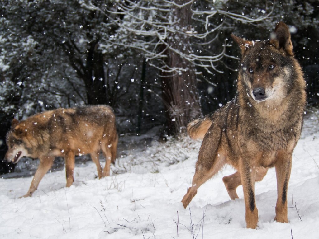 Animales endotermos y ectotermos: diferencias y ejemplos - Mis animales
