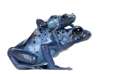 La rana flecha azul o Dendrobates azureus - Mis animales