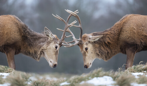 El cortejo en el mundo animal: un proceso fascinante - Mis animales