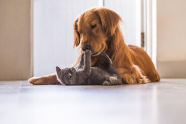 Shock en perros y gatos: evaluación y diagnóstico –– Mis animales