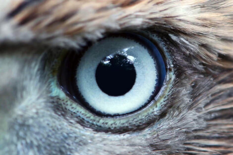 Los ojos más hermosos y raros del mundo animal - Mis animales