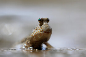 Saltarín del fango: ¿pez o anfibio? - Mis Animales