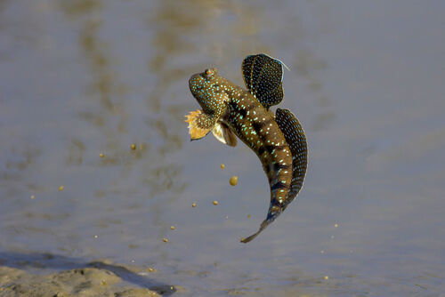 Saltarín del fango: ¿pez o anfibio? - Mis animales