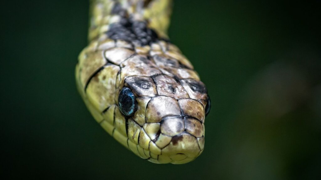 ¿Cómo es la visión de la serpiente? - Mis Animales