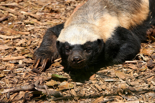 El tejón de la miel: entre la incomprensión y la ferocidad - Mis animales