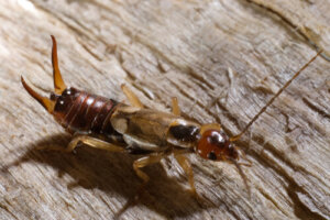 Conoce todo sobre la tijereta, un insecto muy peculiar - Mis animales