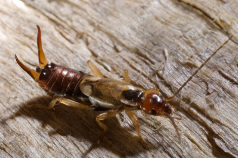 Conoce todo sobre la tijereta, un insecto muy peculiar - Mis Animales