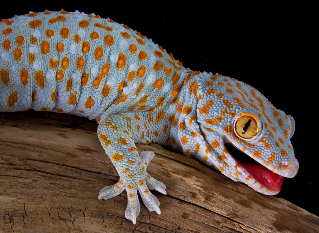 10 tipos de geckos - Mis animales 10 tipos de geckos - Mis animales