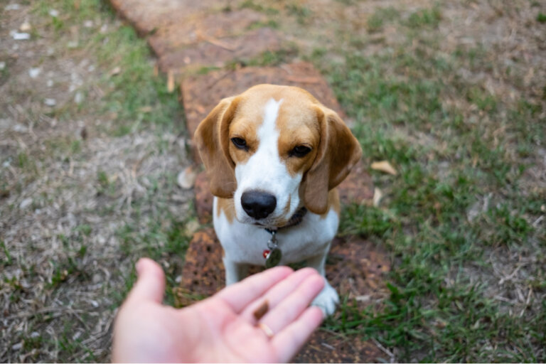 11 signos de que un perro va a morir - Mis animales
