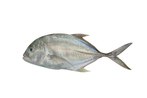 El jurel gigante: un pez comepájaros - Mis animales