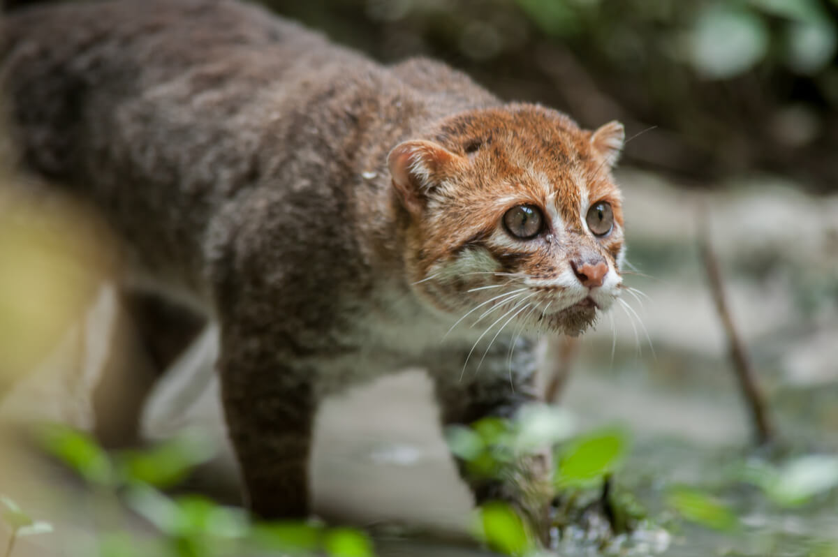 10 Tipos De Felinos Mis Animales 10-tipos-de-felinos-mis-animales