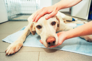 Faringitis en perros: todo lo que debes saber - Mis animales