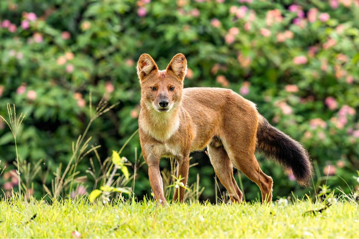 El Perro Salvaje Asi tico Y Su Situaci n Cr tica Mis Animales el-perro-salvaje-asi-tico-y-su-situaci-n-cr-tica-mis-animales