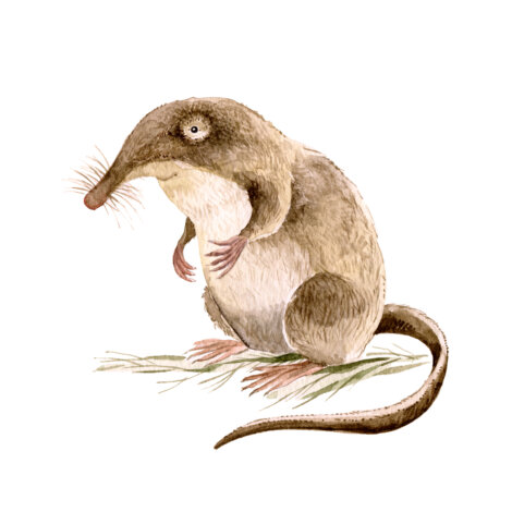 ¿Cuáles son los tipos de topos? - Mis animales