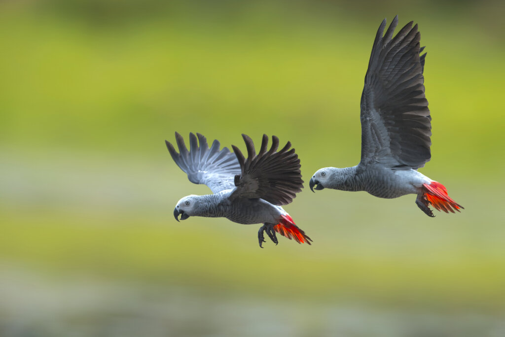 El loro gris africano: una especie amenazada - Mis animales