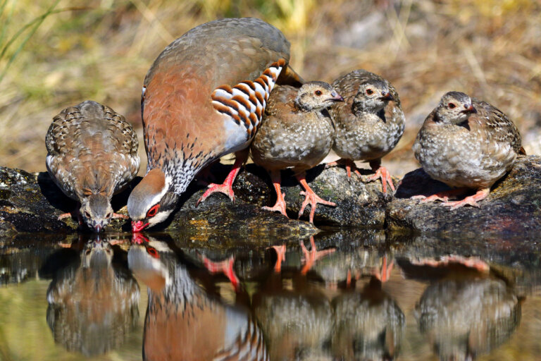 Codornices y perdices, una familia numerosa y muy variada –– My animals