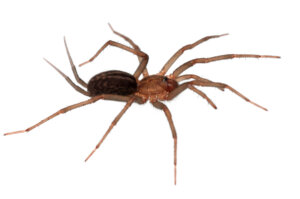 Linothele megatheloides: cuidados en cautiverio - Mis animales