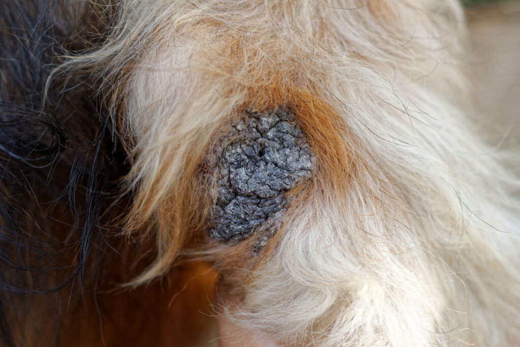 ¿Cómo tratar y humectar los callos en perros? - Mis animales