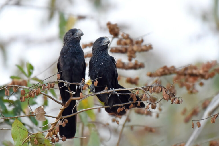 El astuto cuclillo y sus parientes: aves nidoparásitas –– My animals