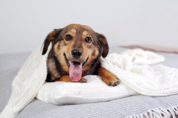 Bronquitis en perros: síntomas, causas y tratamiento - Mis animales