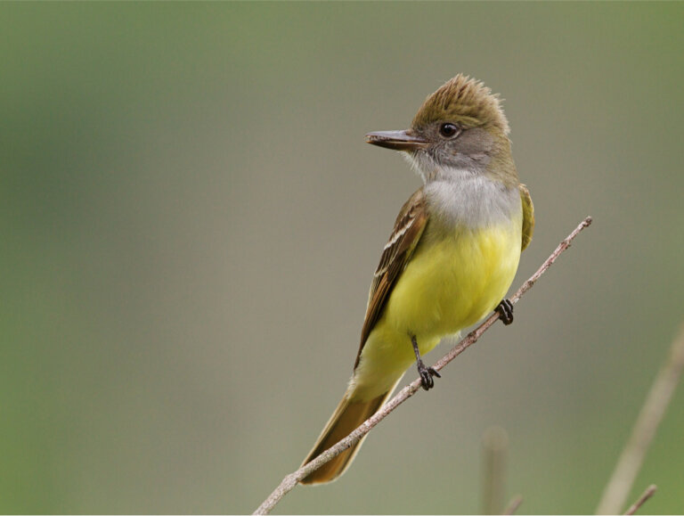 Los tiránidos, audaces y volubles pajarillos –– My animals
