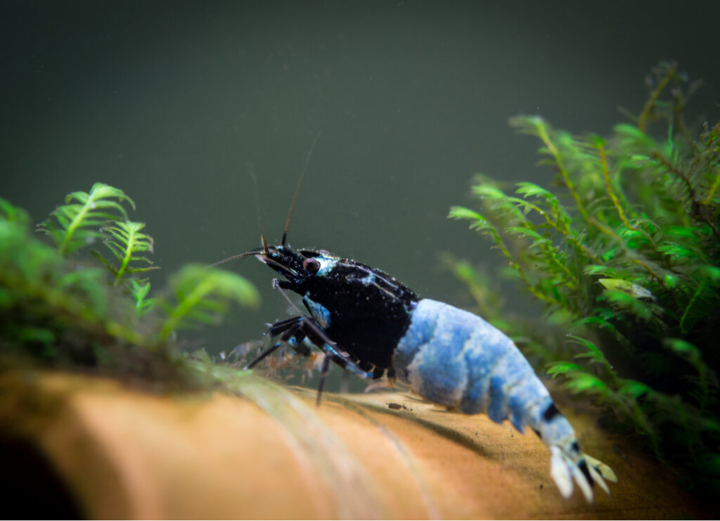 9 curiosidades sobre las gambas - Mis animales