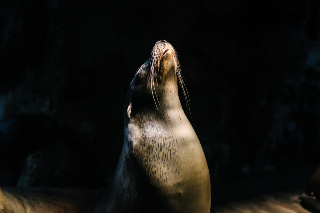 6 curiosidades sobre los leones marinos - Mis animales