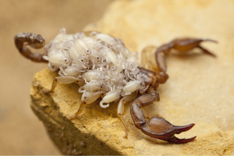 ¿Cómo se reproducen y nacen los alacranes? - Mis animales