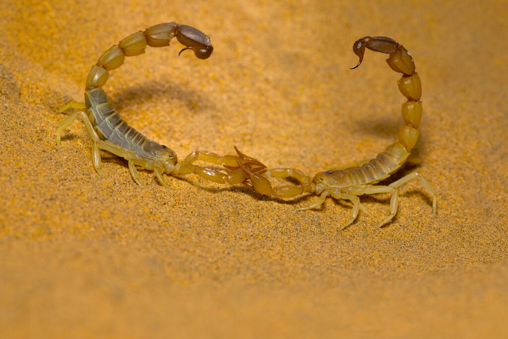 ¿Cómo se reproducen y nacen los alacranes? - Mis animales