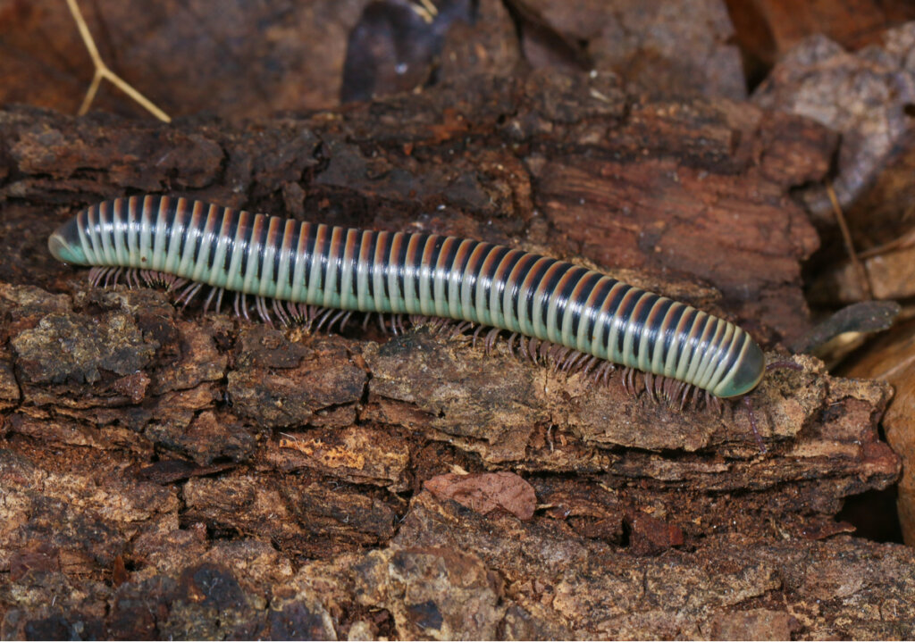 10 curiosidades de los milpiés - Mis animales