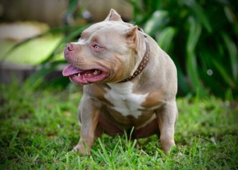 American bully pocket: curiosidades y cuidados - Mis animales