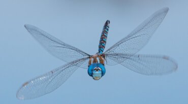 Las libélulas más bonitas del mundo - Mis animales