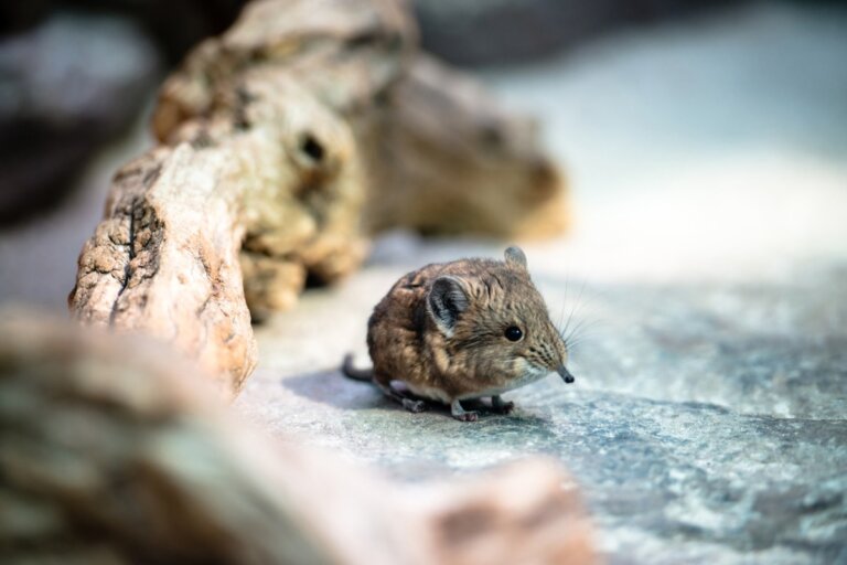 5 datos curiosos sobre la musaraña - Mis animales