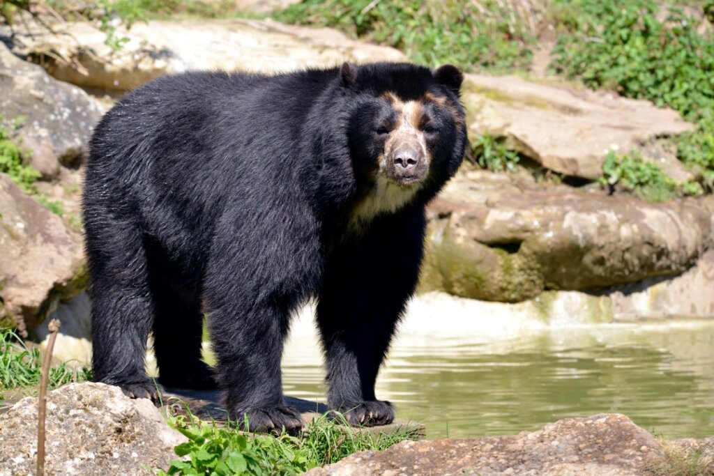 8 animales en peligro de extinción en Ecuador - Mis animales