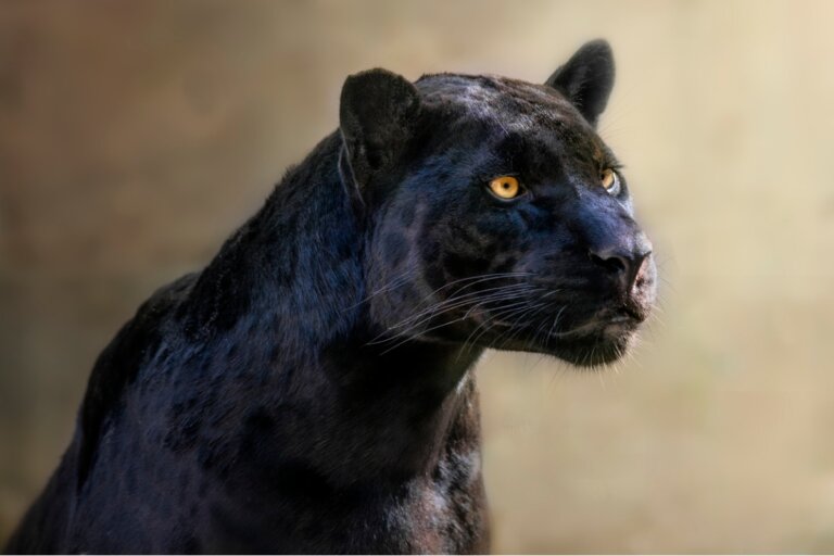 6 animales con melanismo - Mis animales
