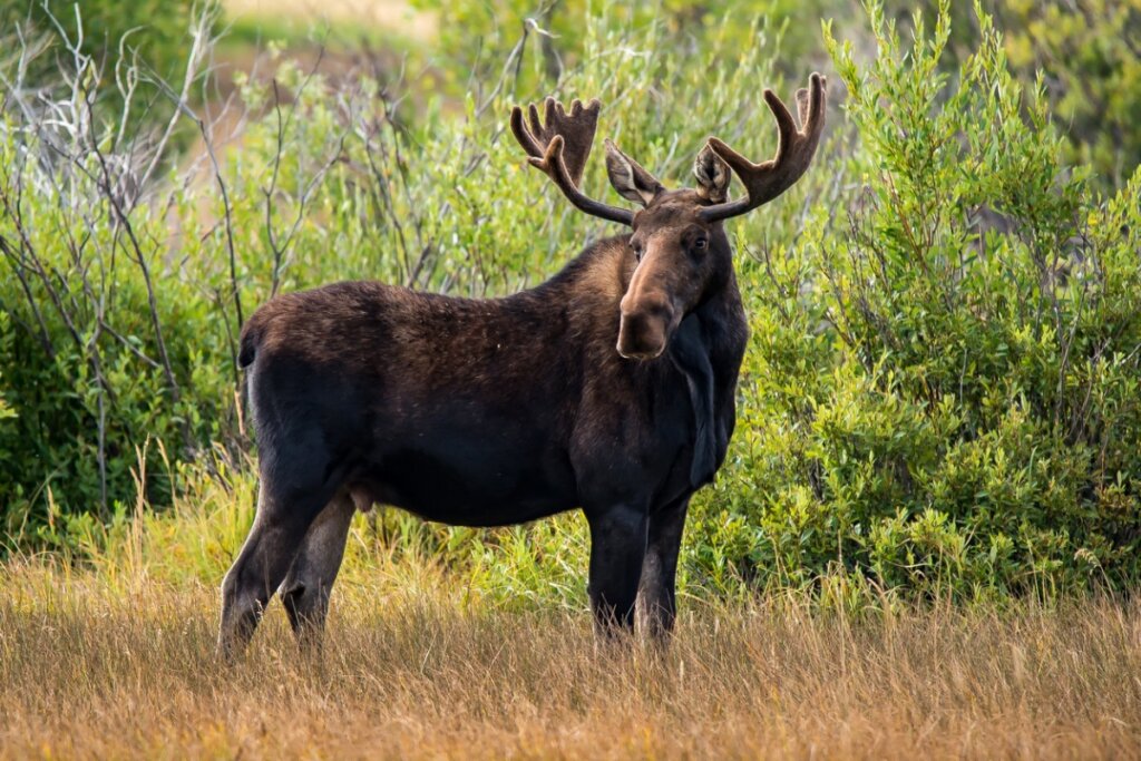 5 interesantes datos que no conocías sobre los alces - Mis animales