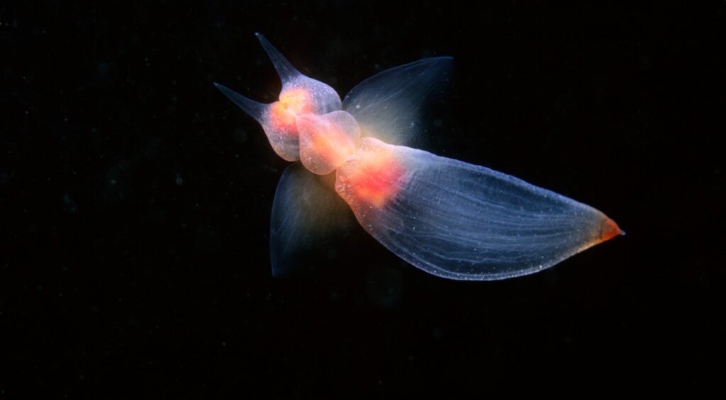 Ángel marino: un espectacular habitante del Antártico - Mis animales