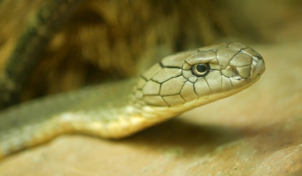Cobra real: características, alimentación y curiosidades - Mis animales