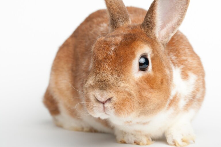 Conejo rex: características, cuidados y alimentación - Mis animales