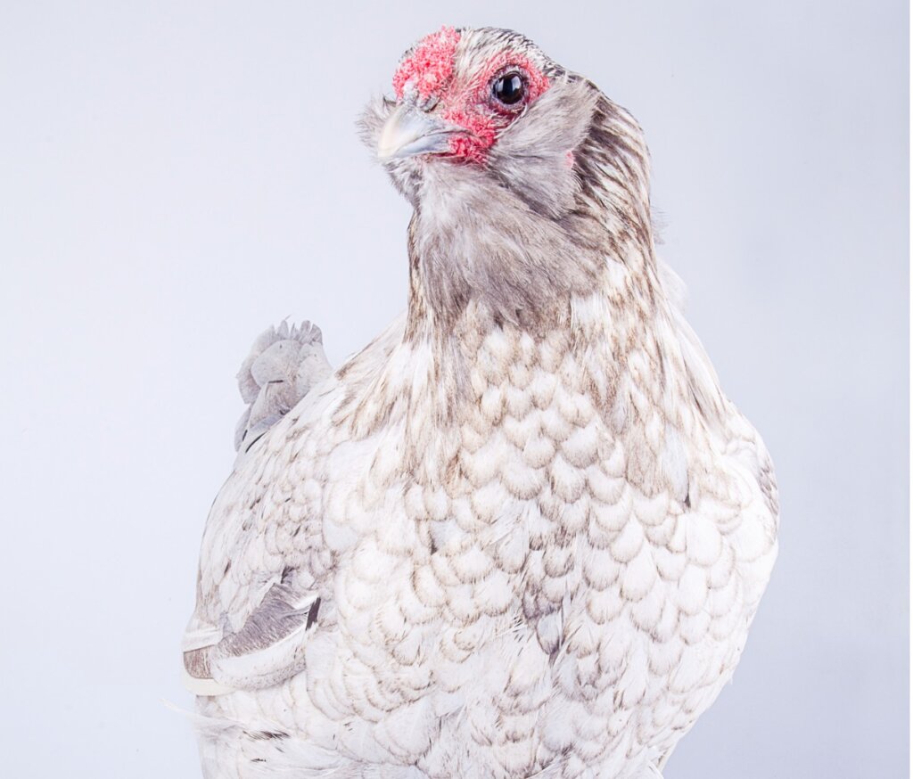Gallina araucana: reproducción, alimentación y cuidados - Mis animales