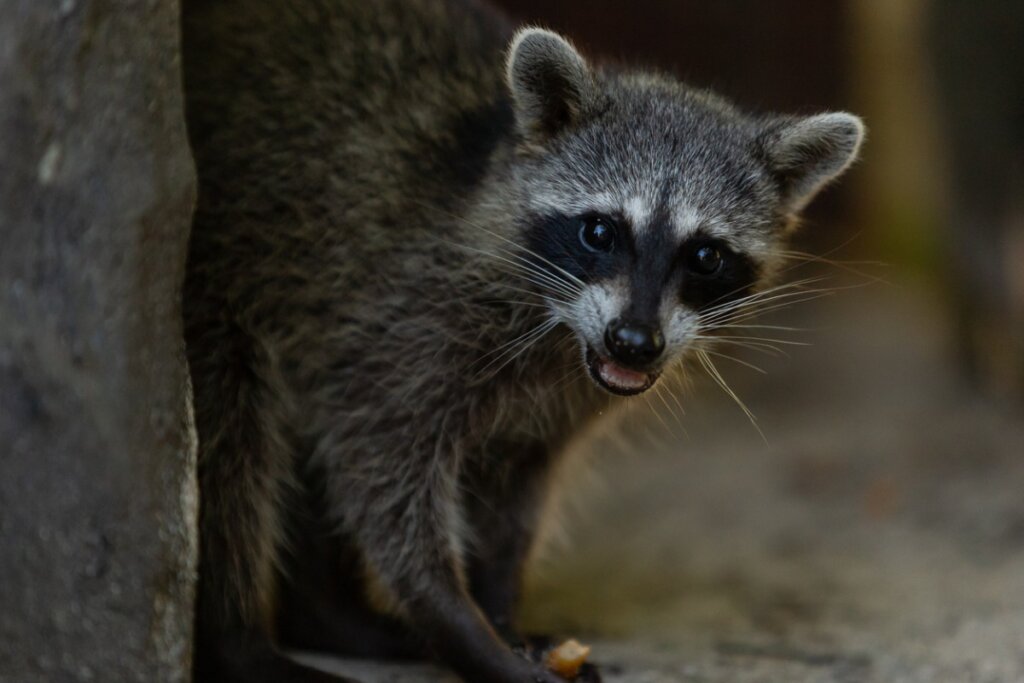 6 animales similares al mapache - Mis animales