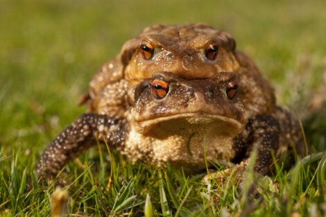 4 especies de sapos venenosos - Mis animales