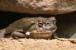 10 curiosidades de los sapos - Mis animales