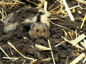 Topillo campesino: hábitat y características - Mis animales
