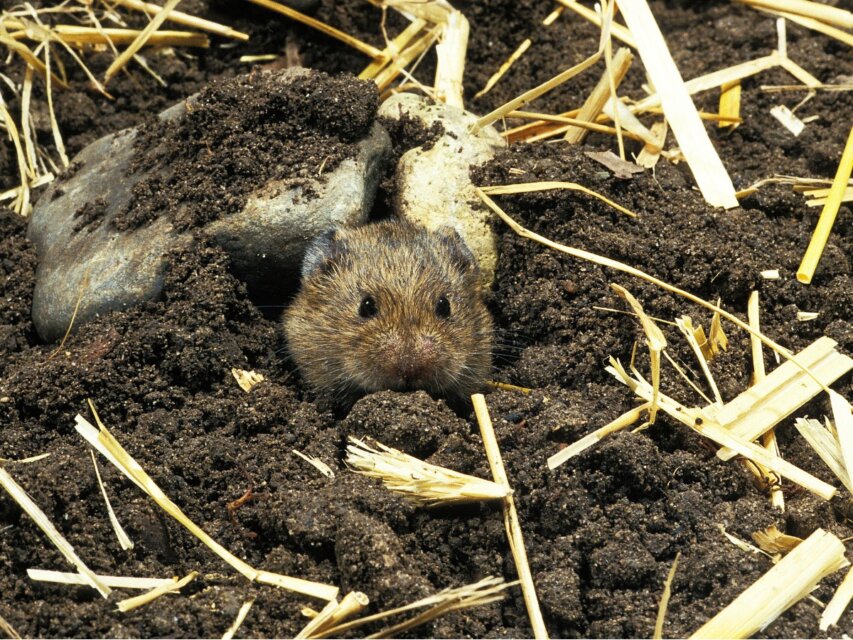 Topillo campesino: hábitat y características - Mis animales